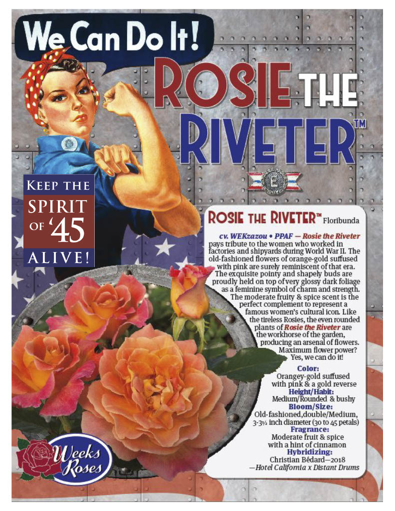 Rosie the Riveter lives on as a Namesake Rose – Author Katie R. Yen