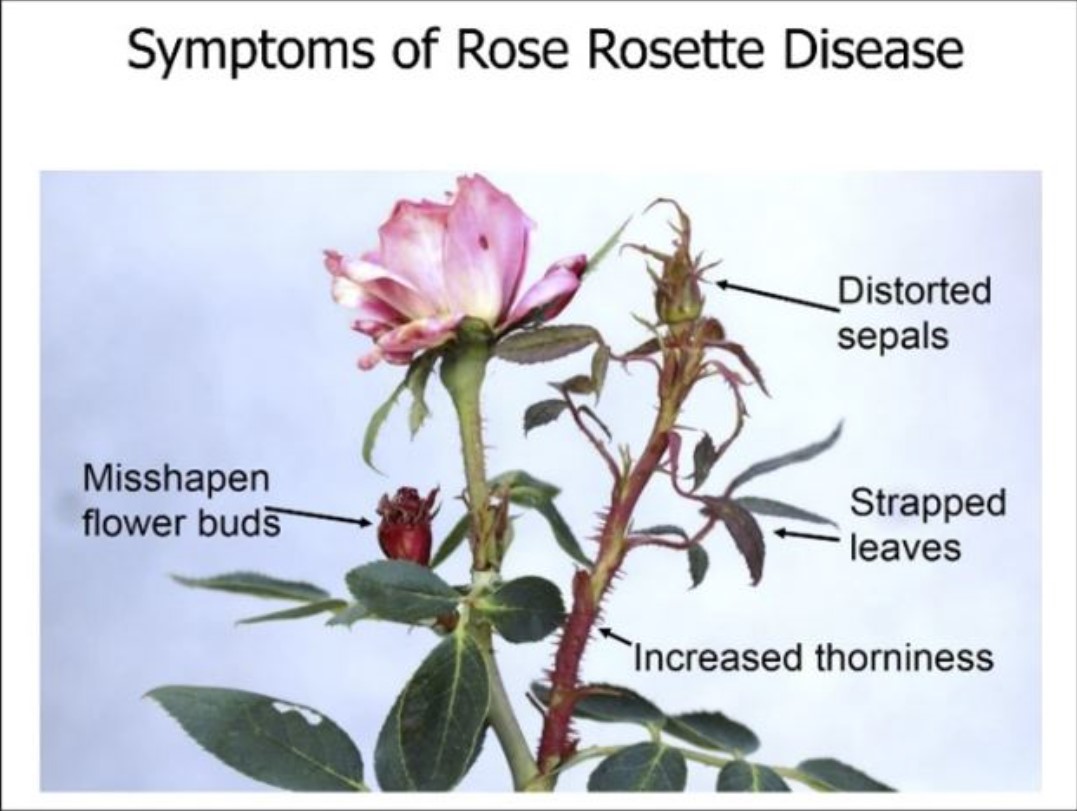 Rose Rosette Disease: What is it? – Author Katie R. Yen
