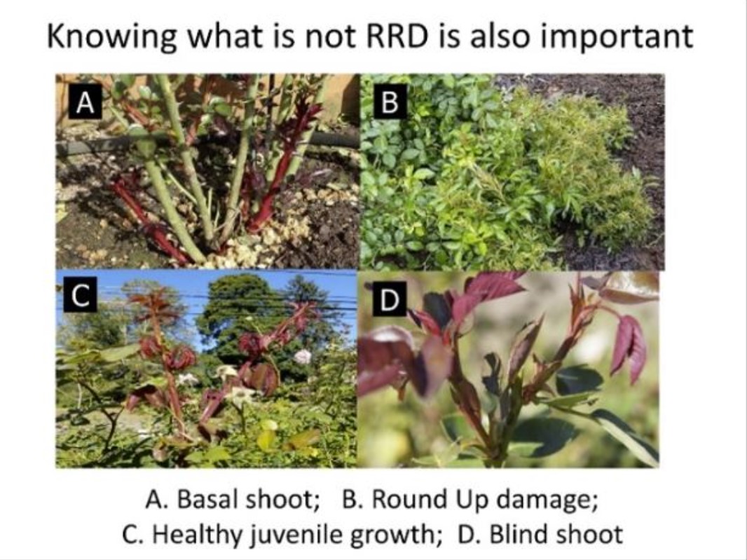Rose Rosette Disease: What is it? – Author Katie R. Yen